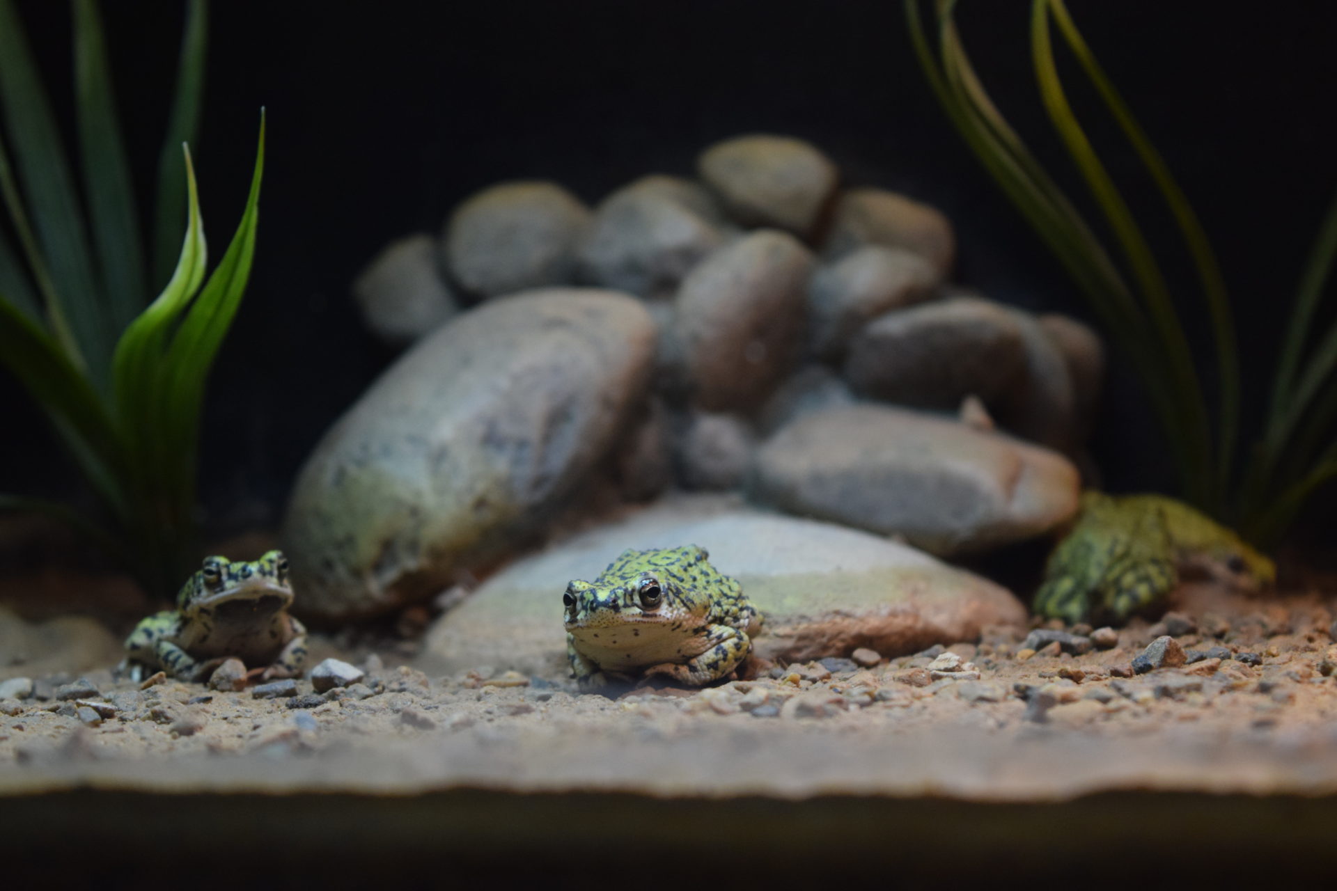 Arizona-Sonora Desert Museum in Tucson - The Geek Homestead