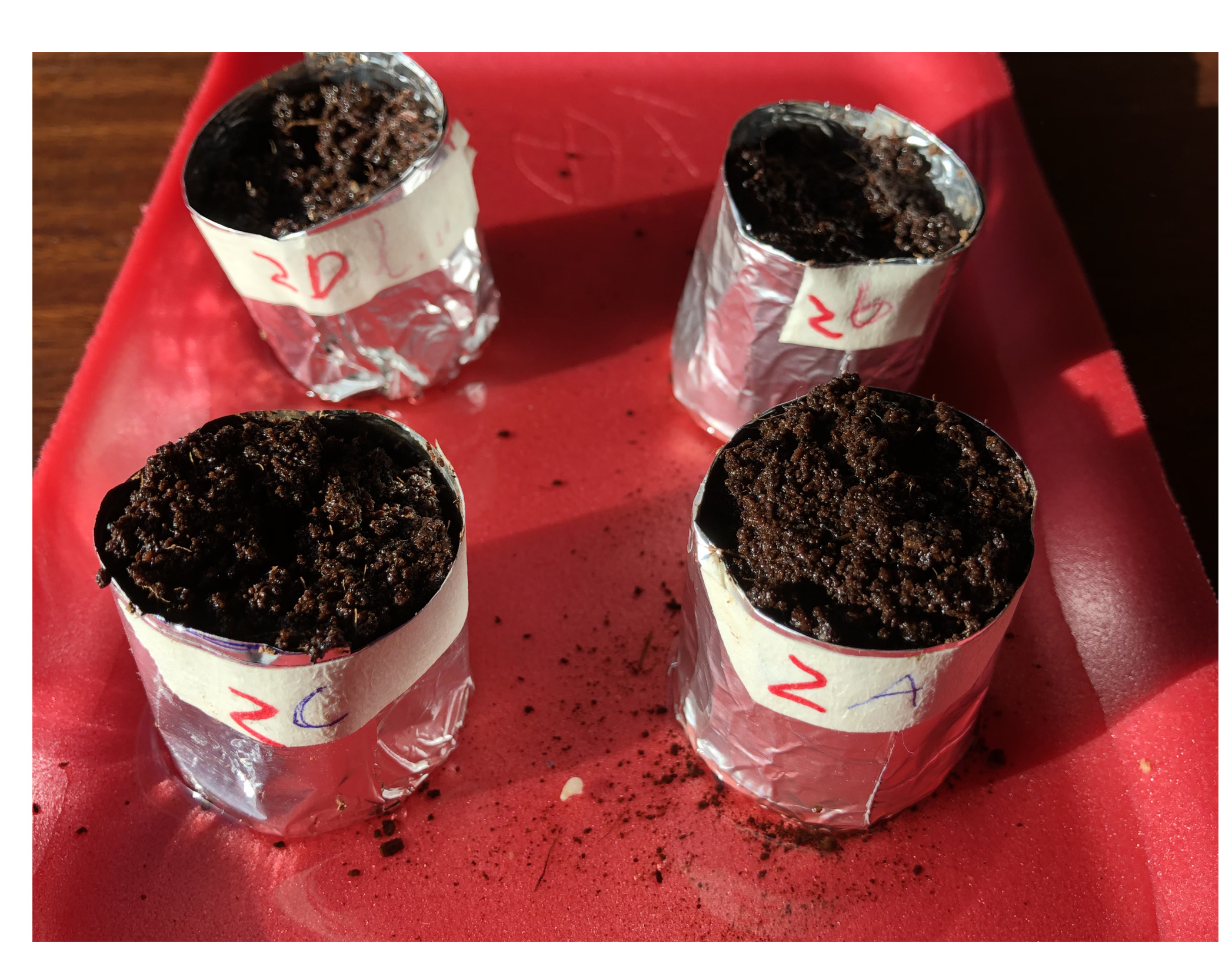 Learning About Science By Growing Radishes: Day 1/2 | The Geek Homestead