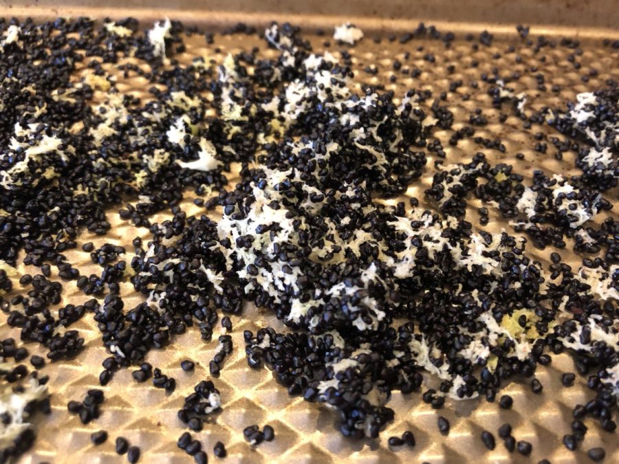 Dehydrating Barrel Cactus Fruit - The Geek Homestead