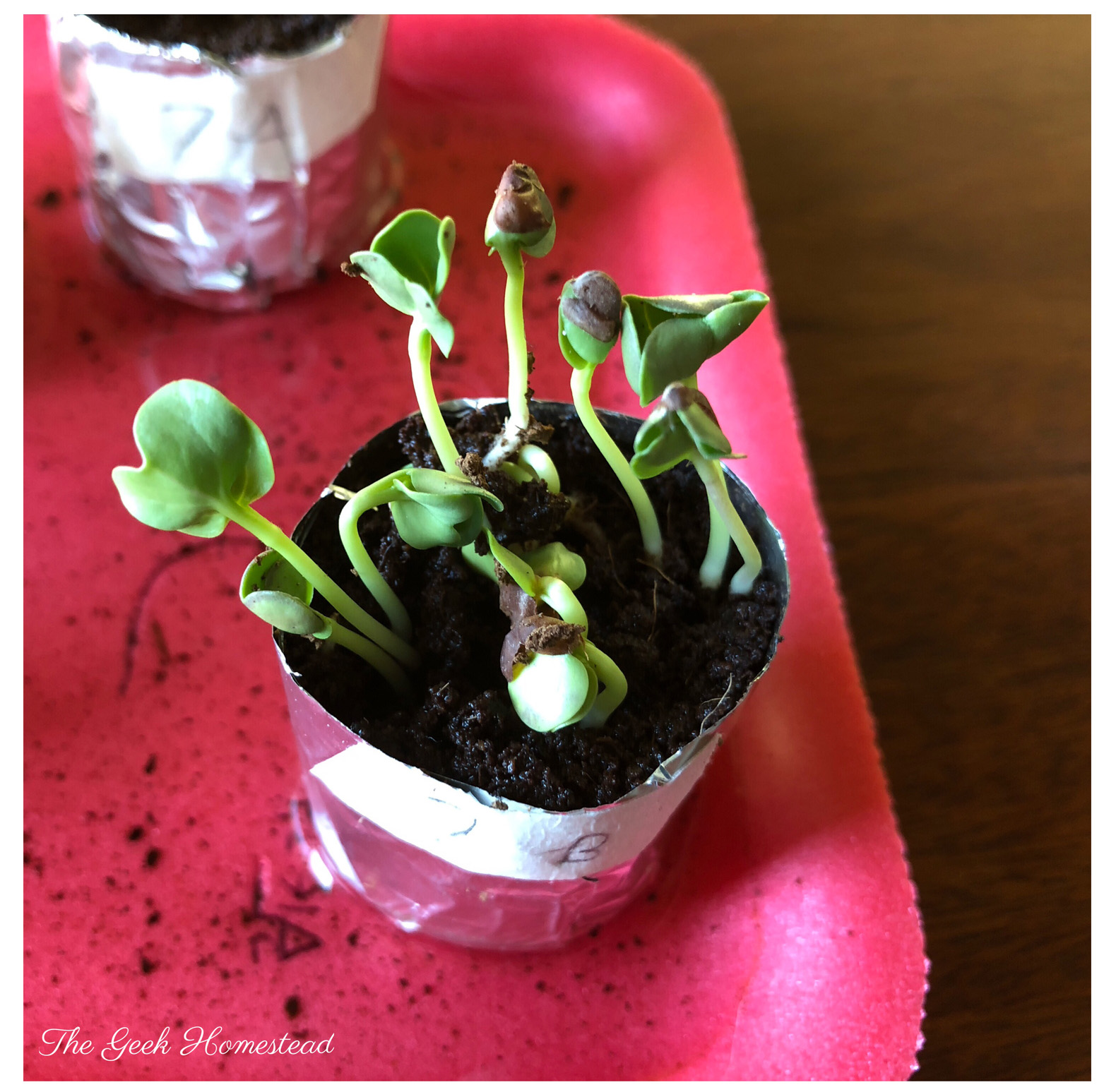 Learning About Science By Growing Radish Seeds: Day 5