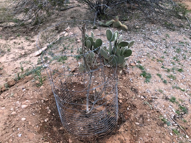 Trico's Tree Program - The Geek Homestead